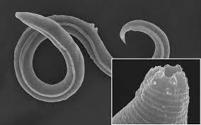 不可思議 四萬六千年前的西伯利亞蠕蟲”復活”了! Ancient Worms Revived From Permafrost After ...
